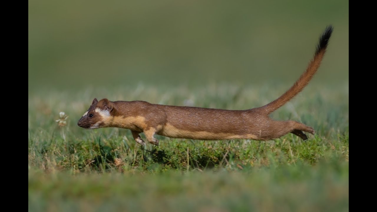 Weasel at Work - YouTube