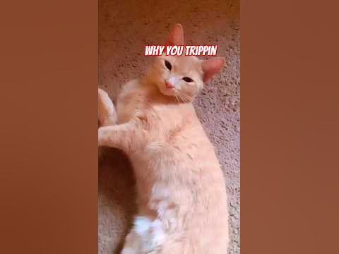 My Cat Trippin on the good CATNIP stuff - YouTube