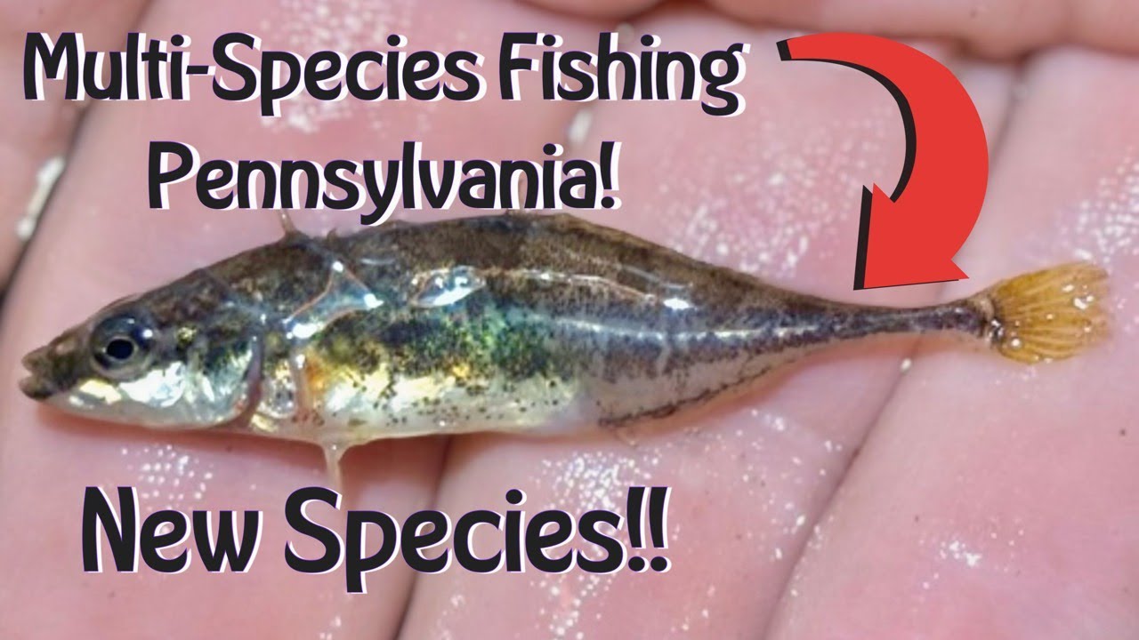 New Fish Species Caught In Eastern Pennsylvania! (Life-List ...