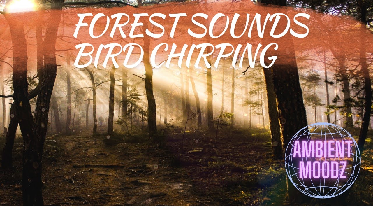 Forest Sounds | Bird Chirping | Forest Sunset Sounds - YouTube