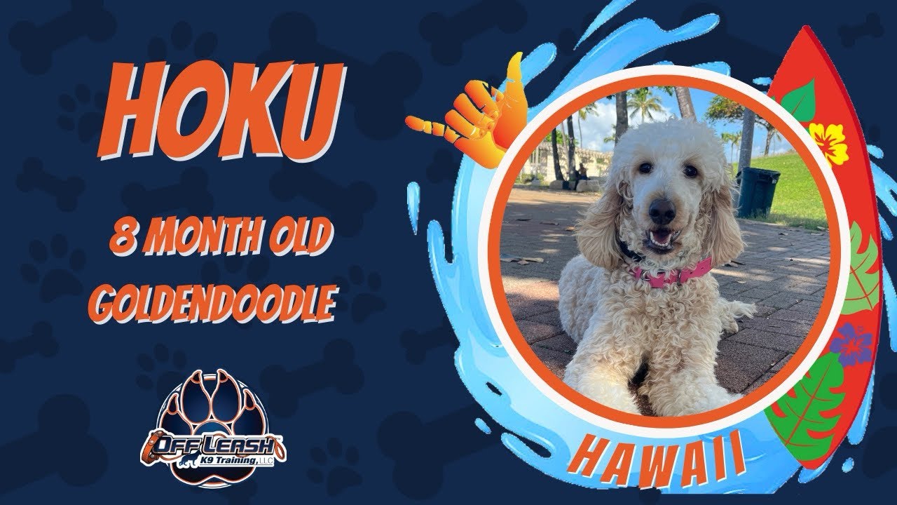 Hoku | 8 Month Old GoldenDoodle | 3 Week Board & Train Program - YouTube