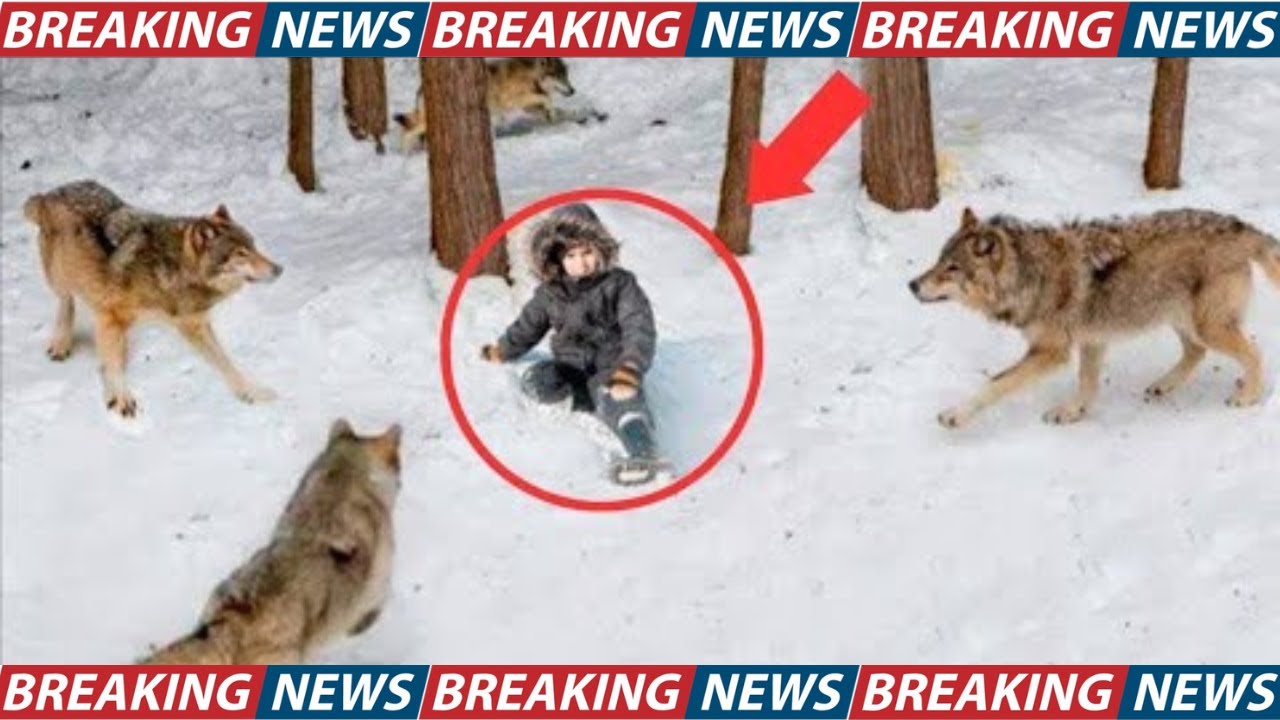 Against All Odds: A Boy's Miraculous Survival Among Wolves - YouTube