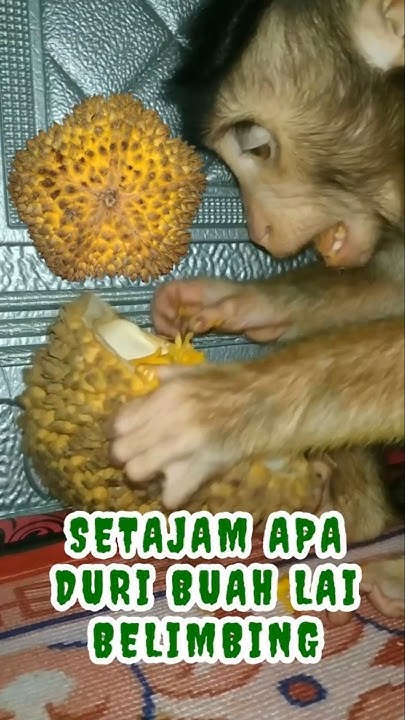 Buah Lai Belimbing: Bentuknya Pentagonal Unik, Rasanya Legit, Aroma dan Durinya Lebih Manusiawi ...