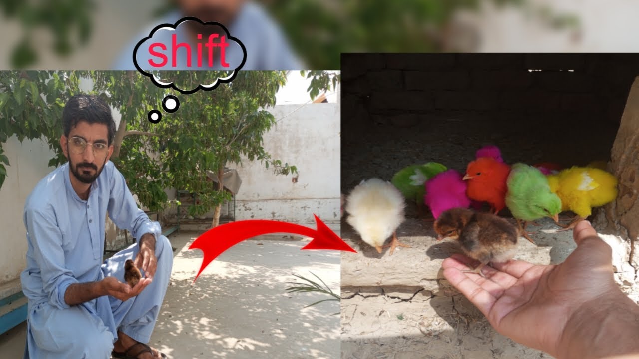 Achnak new chick ko shift karna para😮‖new chick shifted to an other ...