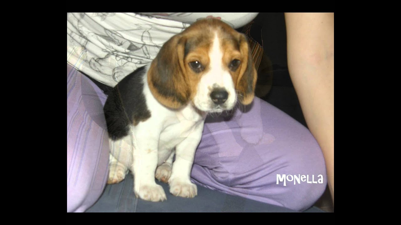 Nala puppy beagle - YouTube