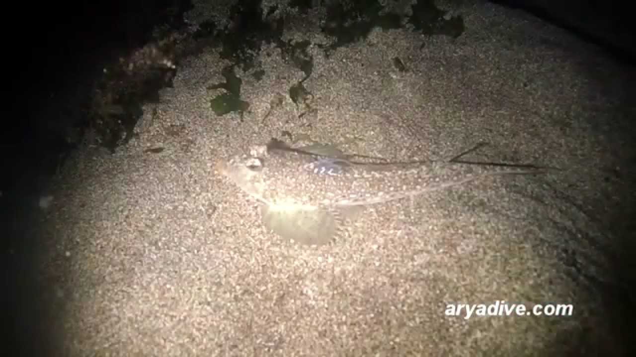 (돛)돛양태(Repomucenus lunatus)~ Moon dragonet - YouTube