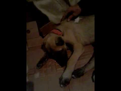ITLERDE ENTERIT XESTELIYI ENTERIT XESTELIYI NEDIR  VE NECE MUALICE OLUNUR PART1