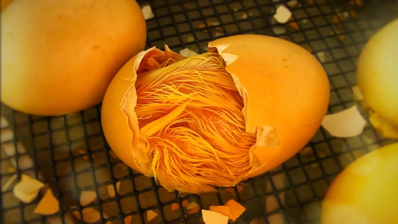 Baby chick birth and growth - YouTube