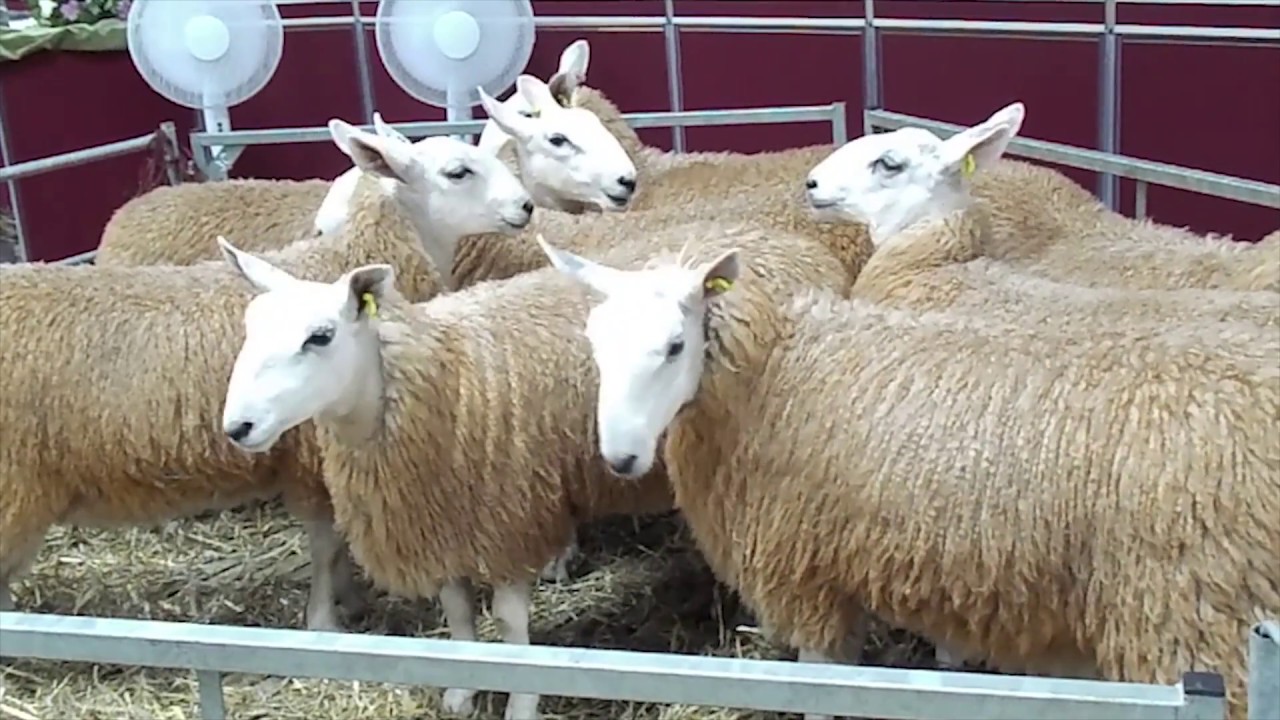 NSA Sheep Event 2018 - YouTube