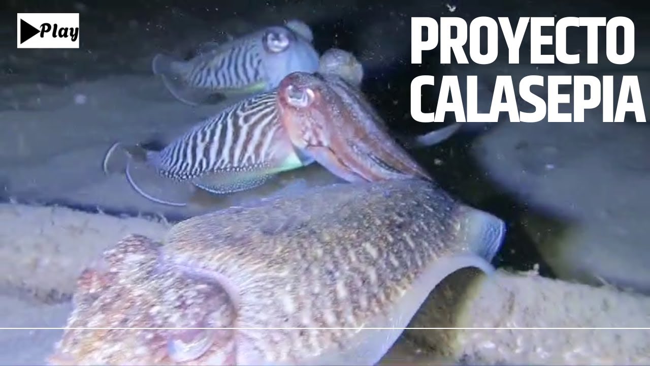 ¡Nadando con las Sepias en su Nuevo Hogar Submarino! - YouTube
