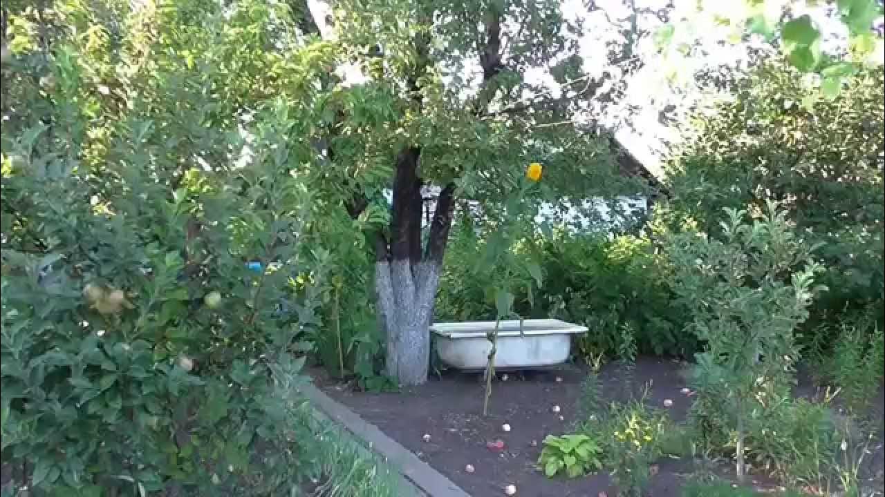 Ранние яблоки. Яблоня Мельба. Розовые яблоки. - YouTube