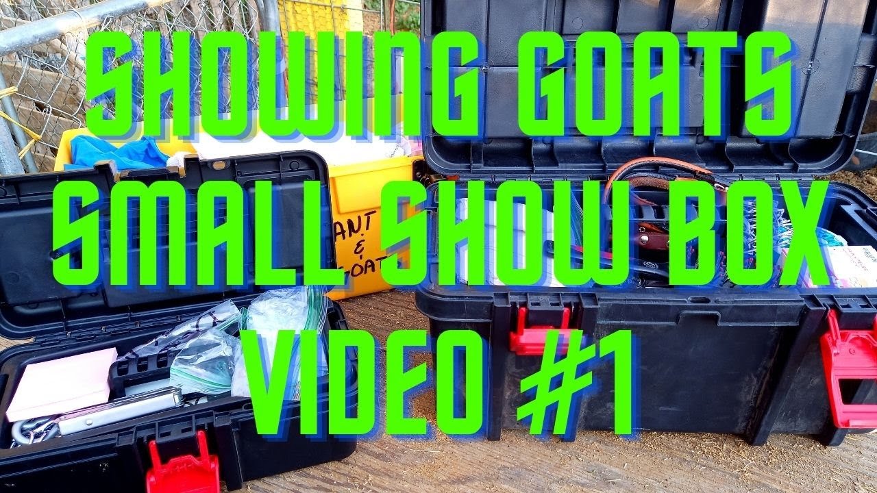 #410 Showing Goats - Small Goat Show Box - Video 1 - YouTube