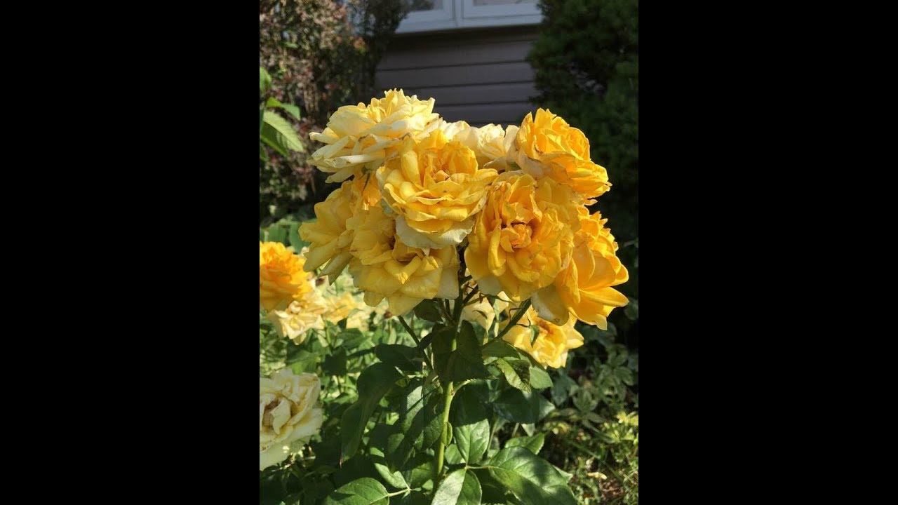 🌹My beautiful Miniature yellow roses🌹 - YouTube
