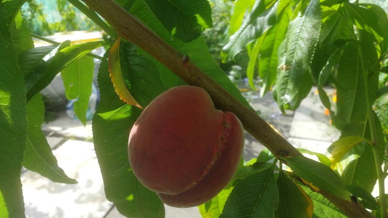 Peach variety Avalon Pride: fruit is ready! - YouTube