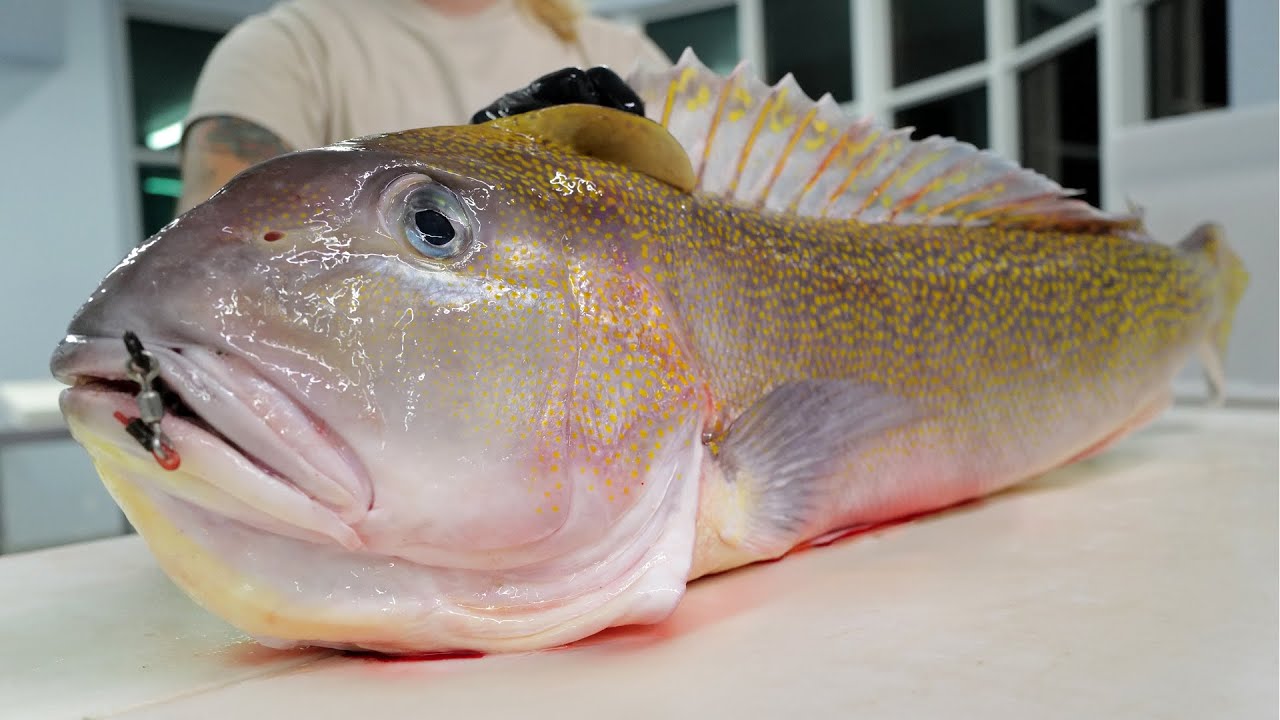 One of My All Time Favorite Fish - YouTube