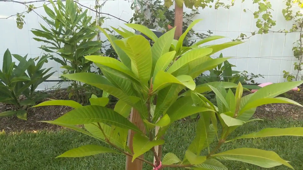 My mamey sapote that I grew from seed - YouTube