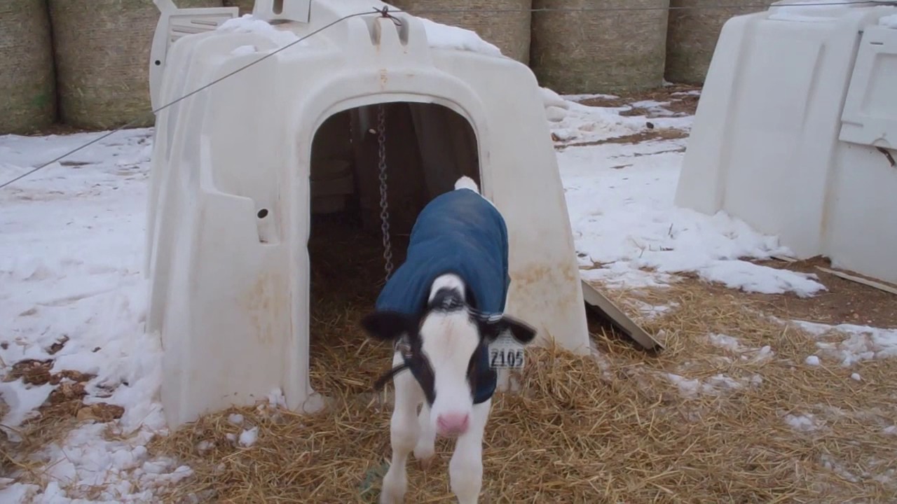 Vita Plus Starting Strong: Calf Chat with Ann (December 2016) - YouTube