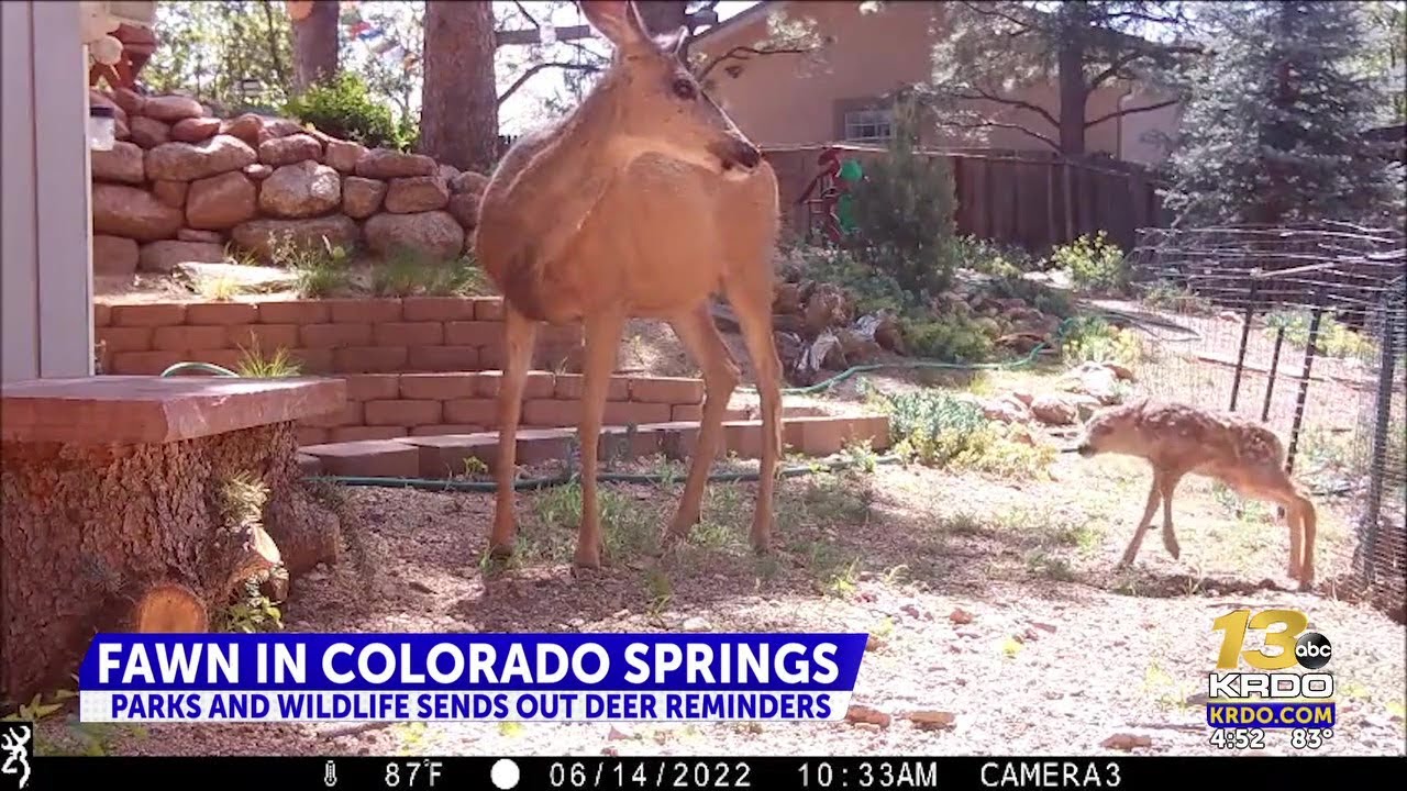 Fawn In Colorado Springs - YouTube
