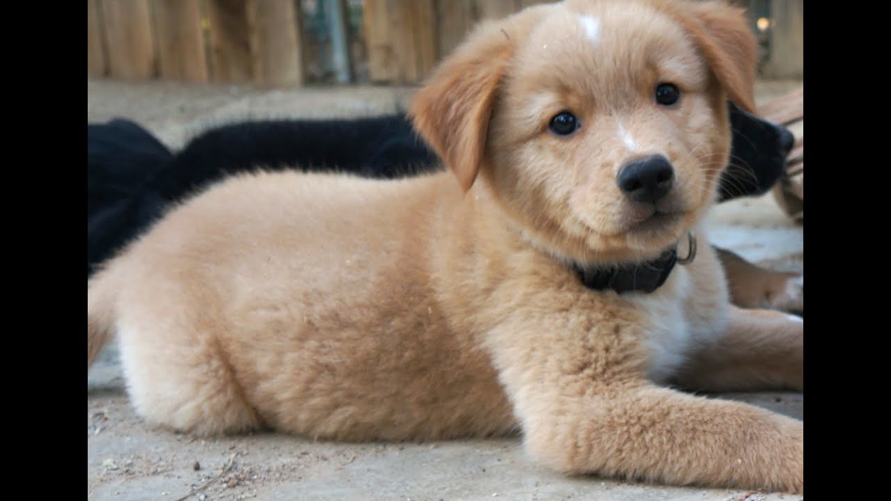 15 dogs in 15 minutes- puppies updates- Please Share on Facebook - YouTube