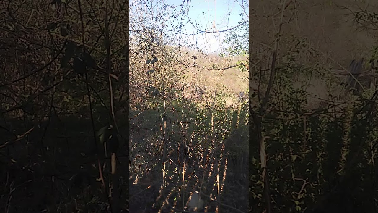 Skin walker sounds? - YouTube