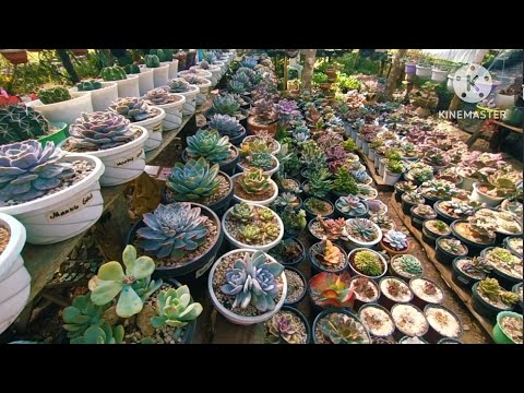 Update to our new Succulents after a week - YouTube
