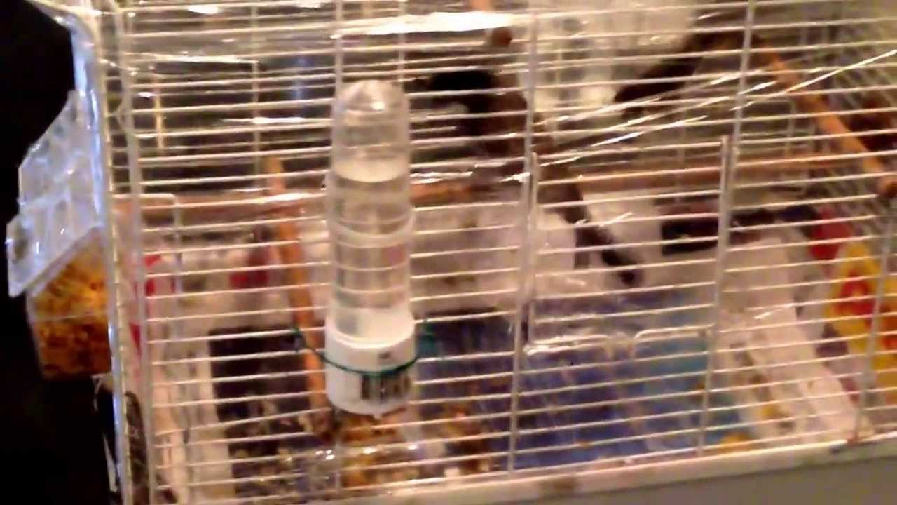 بلبل عراقي ذكي انظر كيف يخرج من القفصOriginal iraqi white eared bulbul ...