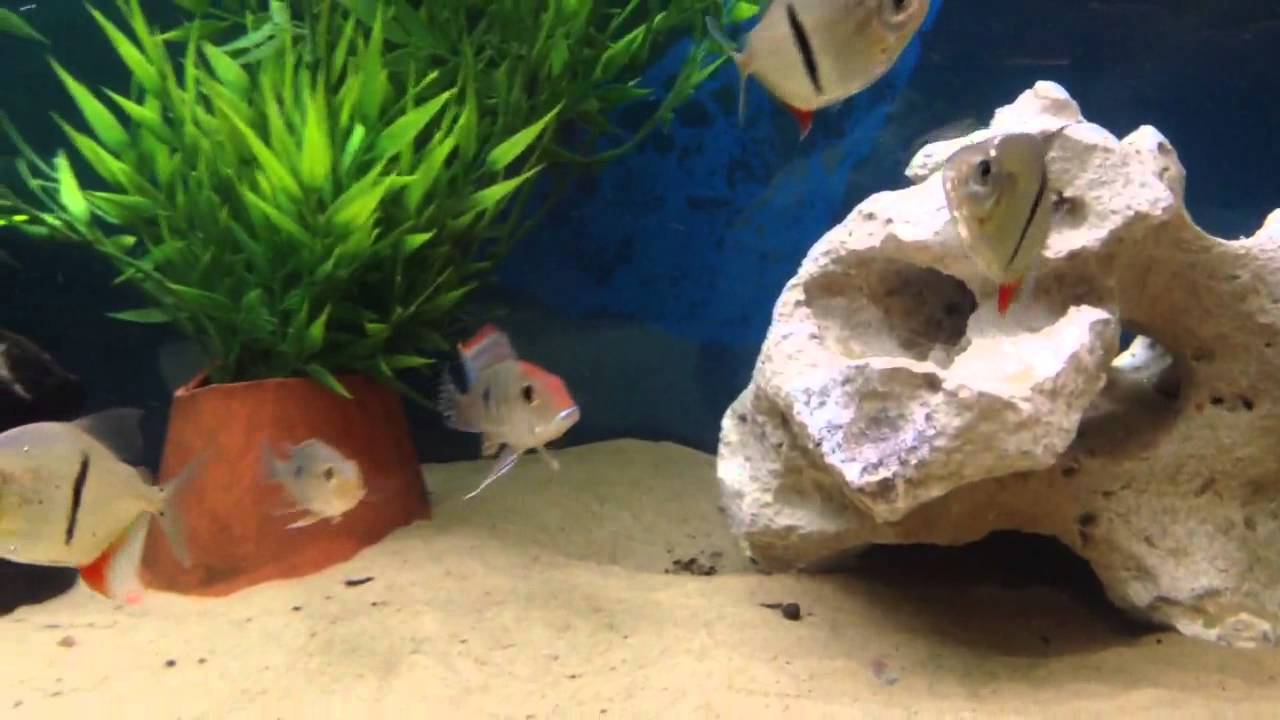 My 4ft fish tank setup - YouTube