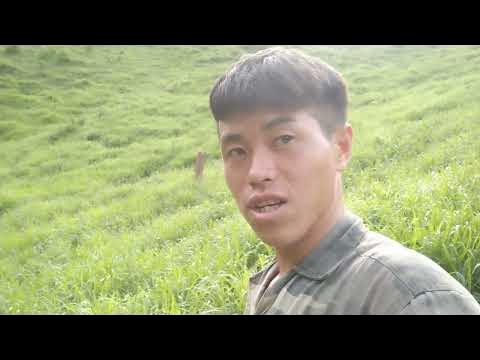 hnub mug saib vaj nyuj nawb zaub mog heev li nawb - YouTube