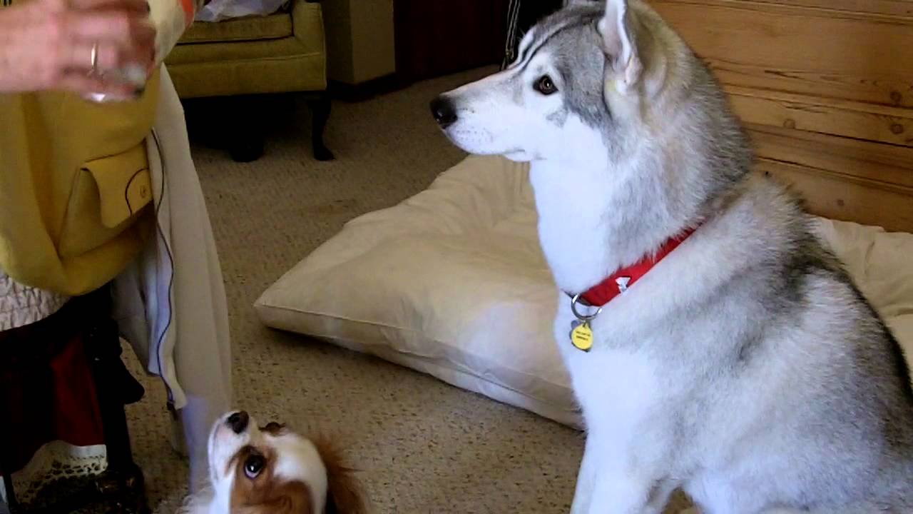 Koda and Sweet Tea.MOV - YouTube