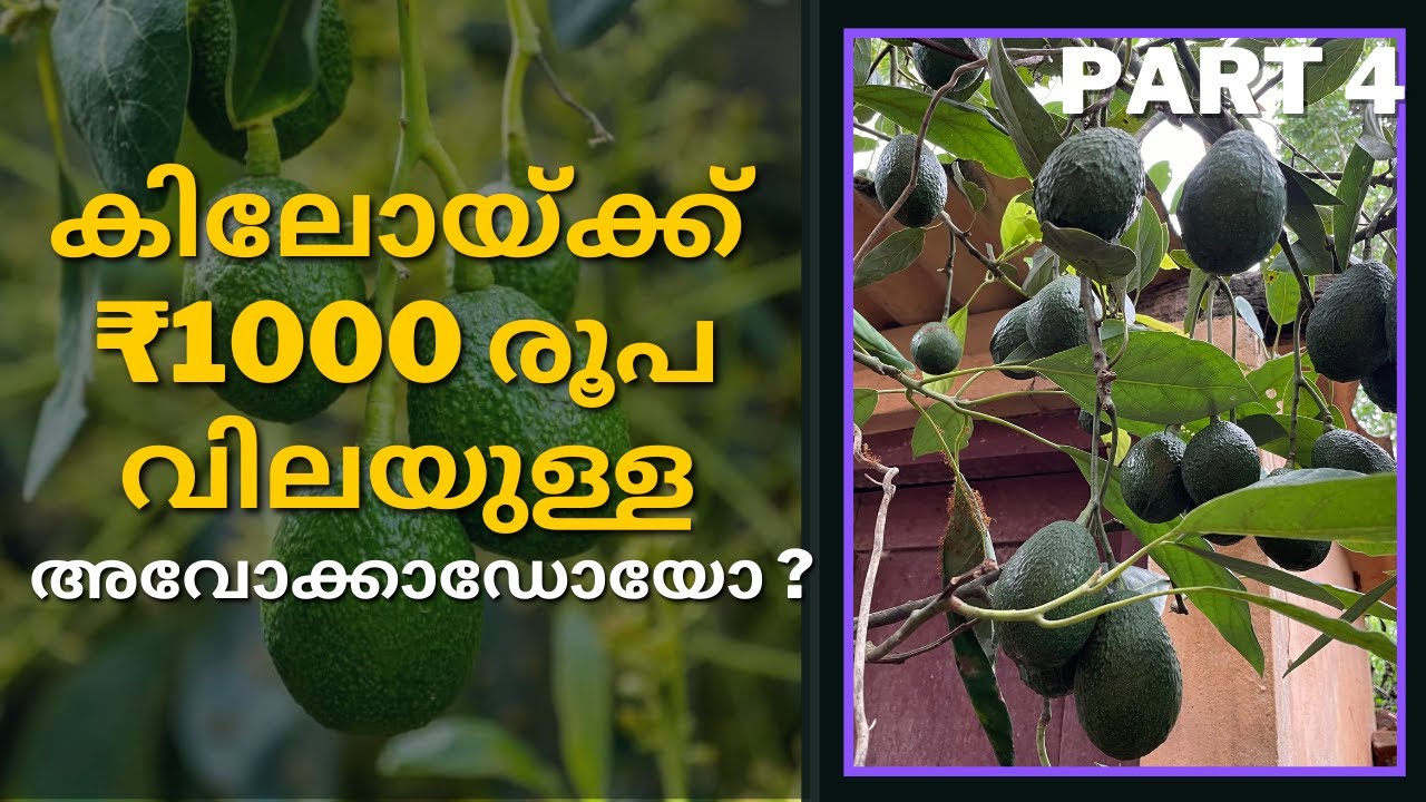 Carmen Hass Avocado Farming || കിലോക്ക് 1000 രൂപ വിലയുള്ള അവോക്കാഡോ ...
