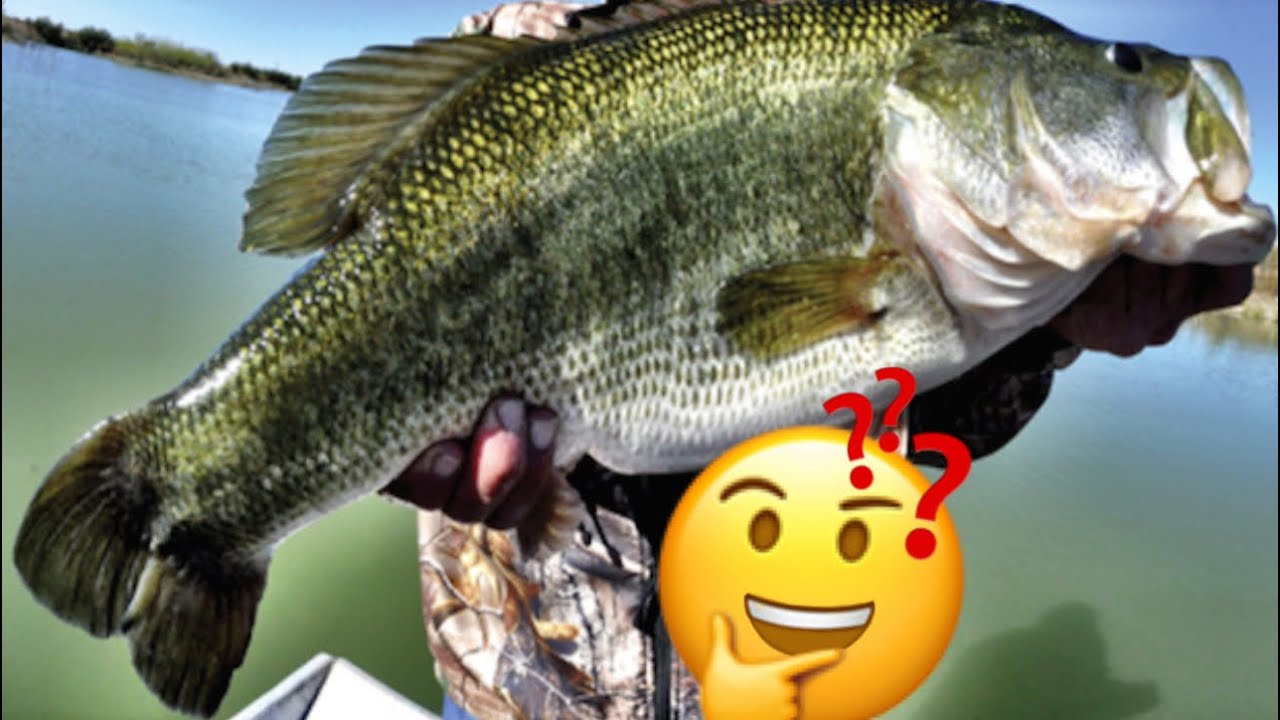THIS Is How A 30 Pound Bass Is Going To Get Caught Soon… - YouTube