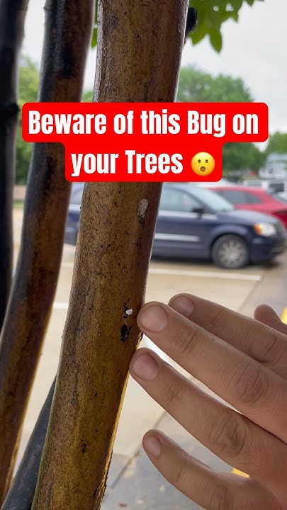 Make sure to watch out for Crepe Myrtle Bark Scale on your Crepe Myrtles! #plants #gardening # ...