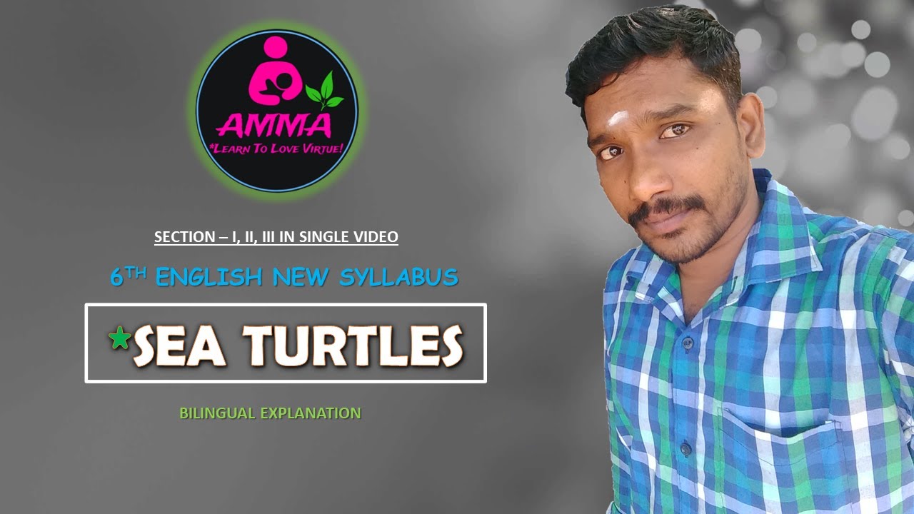 6th ENGLISH || SEA TURTLES || TERM 1 LESSON - YouTube