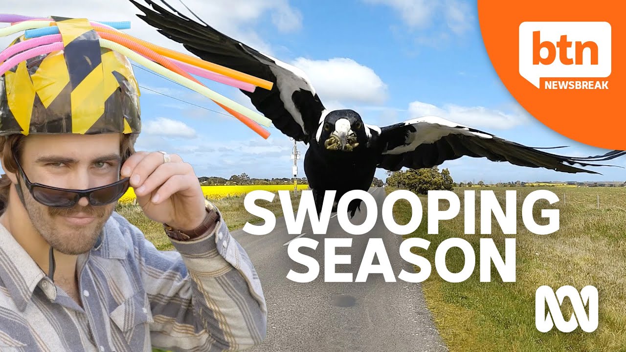 Why Magpies Might be Swooping You This Spring - YouTube