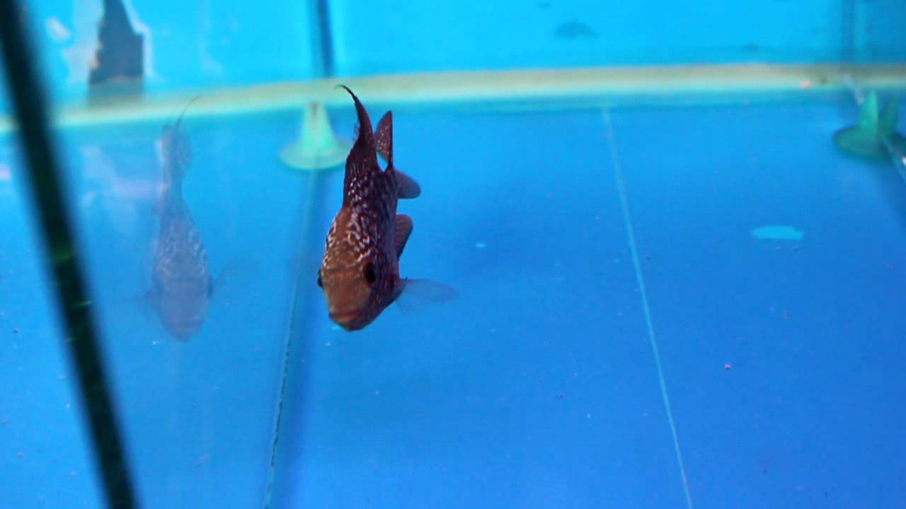 King Kamfa Female 3 inch - Reserved to Albert - YouTube