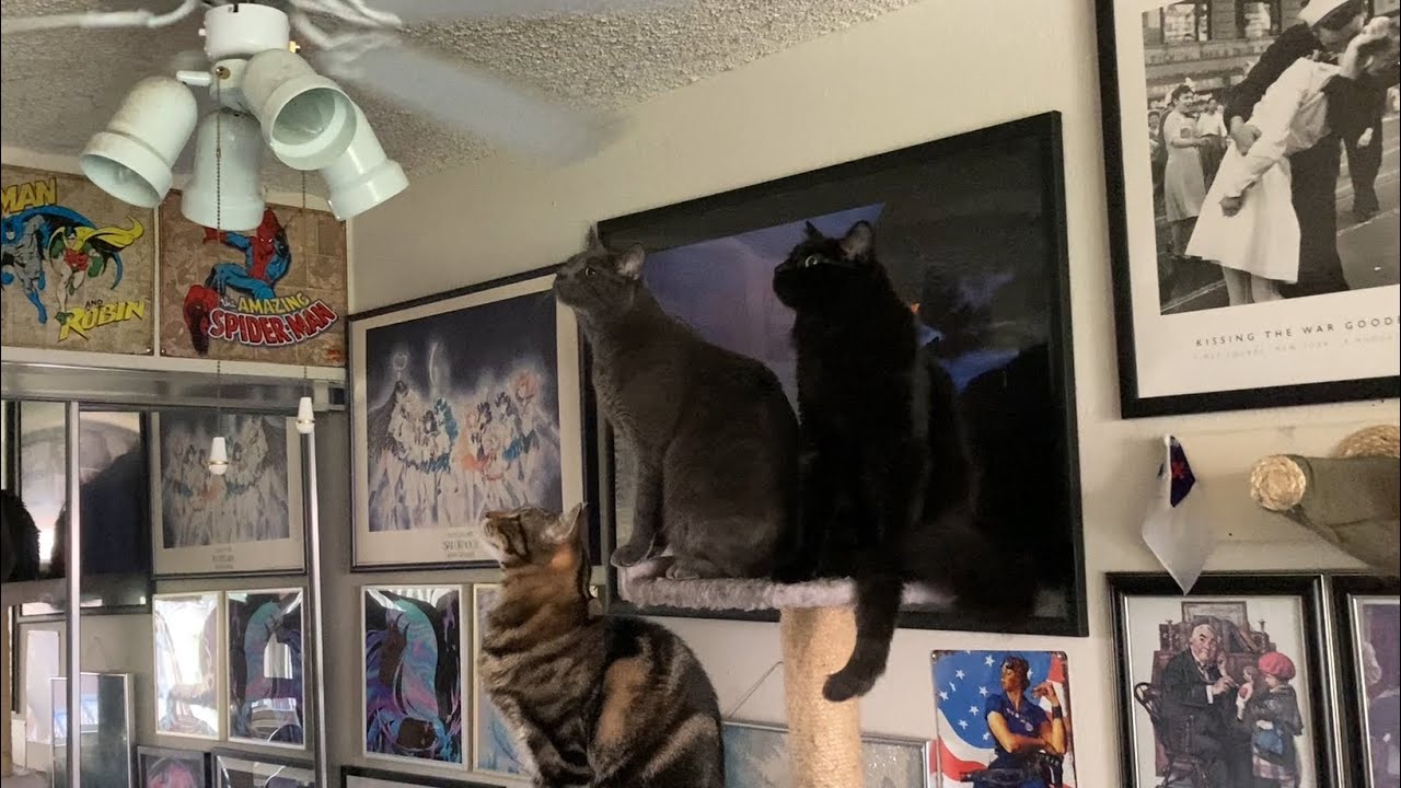 Cats Fascinated by Ceiling Fan - YouTube