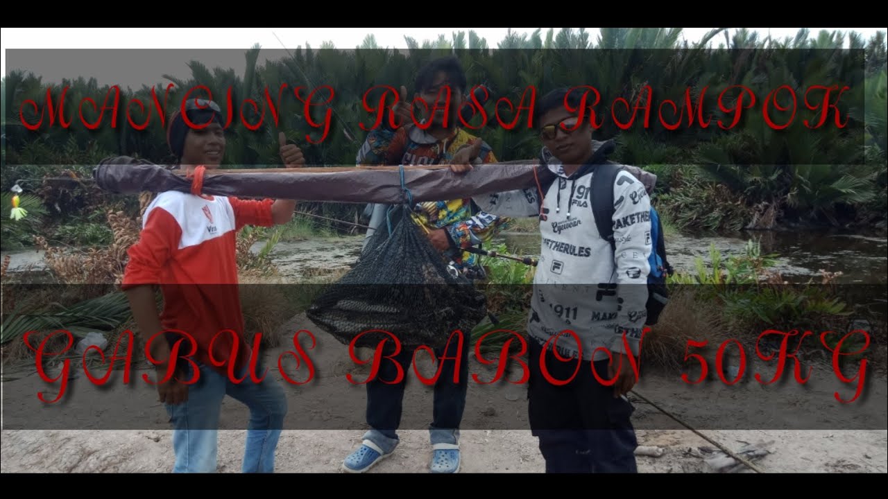 Cesting gabus rasa rampok 50 kg - YouTube