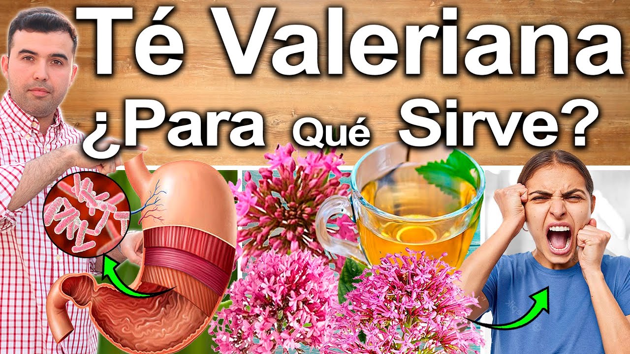 Té De Valeriana ¿Para Qué Sirve? - Beneficios Del Té Para Tu Salud Y ...