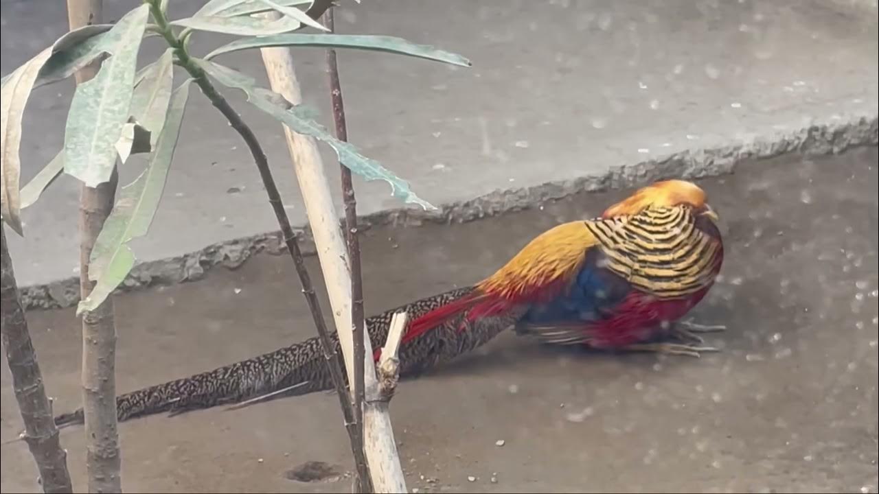 Dazzling Golden Pheasant Unveiled: Mind-Blowing Facts You Never Knew ...