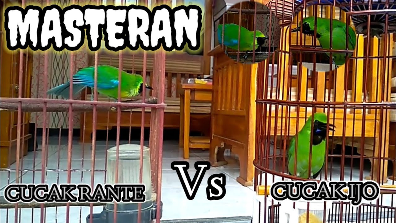 Burung Cucak Rante vs Burung Cucak Ijo | Masteran 2020 - YouTube