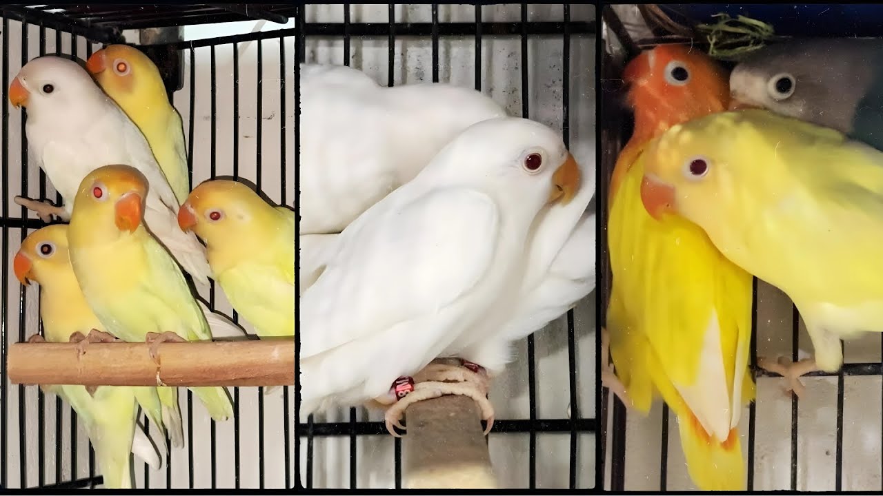 Lovebirds Breeding Setup Guide: Parblue, Albino, Creamino, Decino, and ...