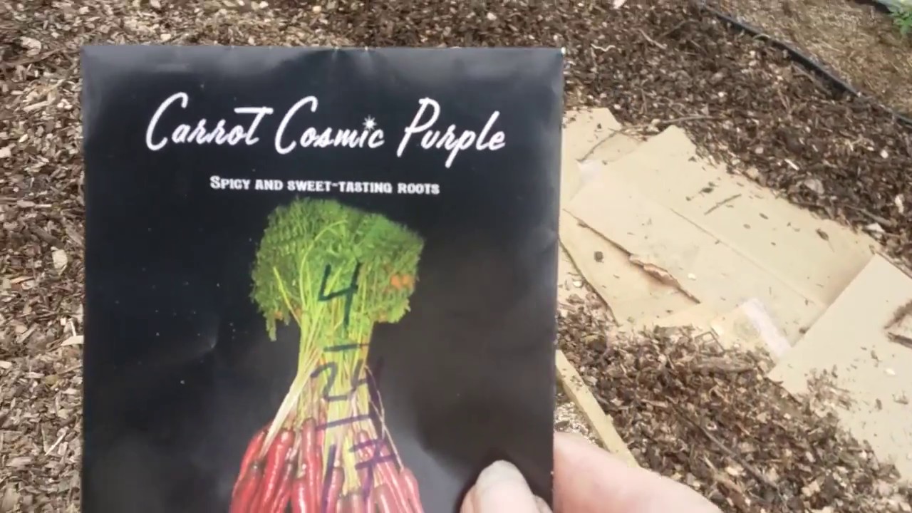 Planting Cosmic Purple Carrots - YouTube