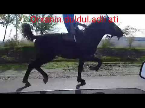 Yorqa atlar Fuzulili Orxanin   3 yasar dayi