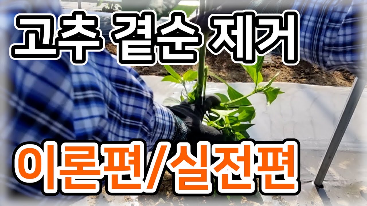 고추 고추 곁순 제거 2가지 방법 이론편 And 실전편 곁순 제거 방법 곁순 제거 이유 곁순 제거 시기 곁순 제거 횟수 소농 농사일기 Youtube
