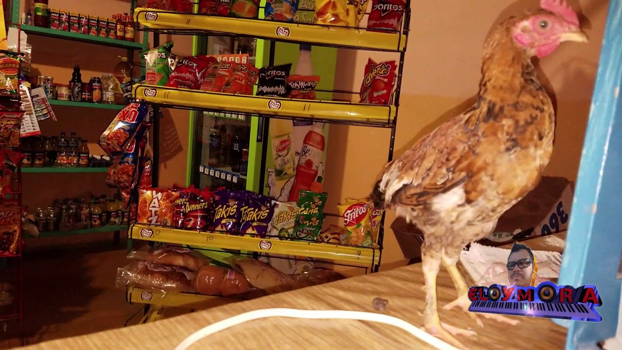 El Pollo de la Tienda - YouTube