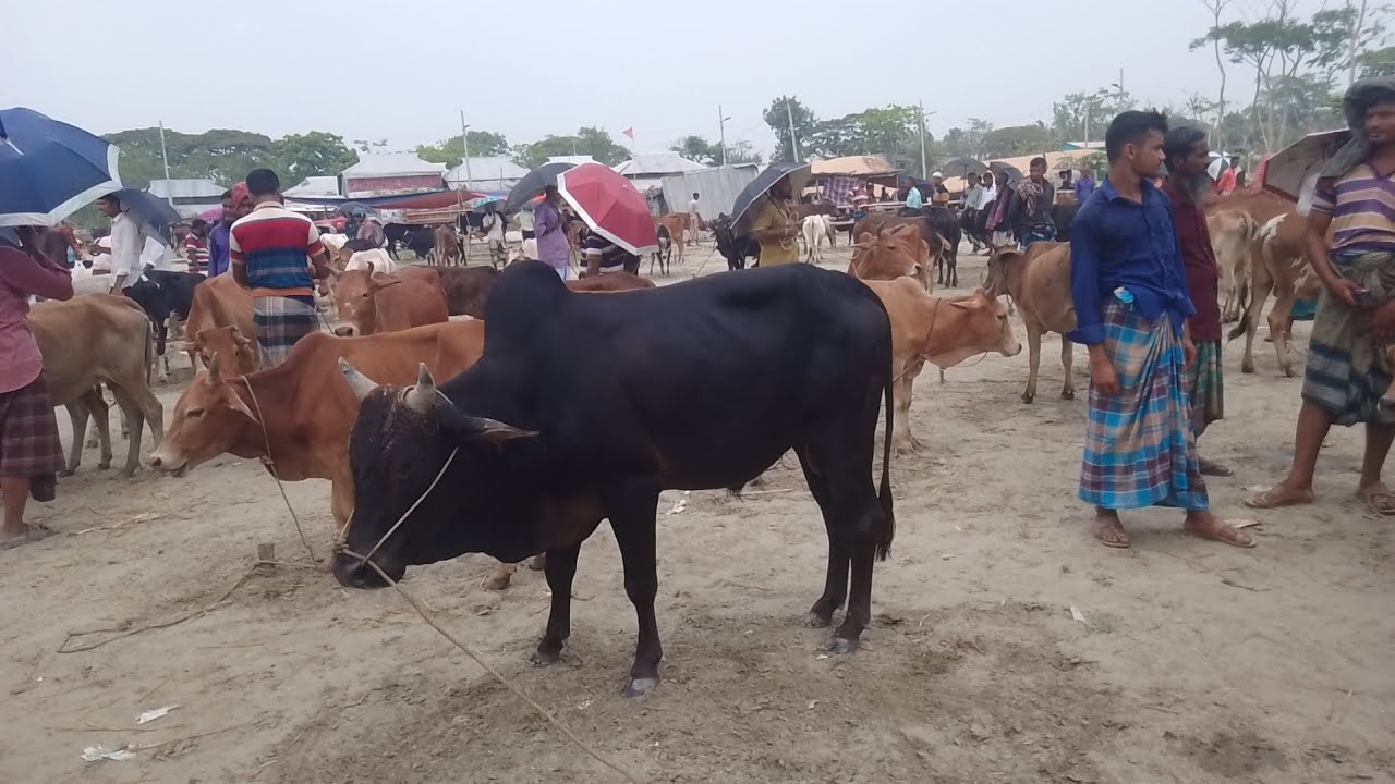 আমতলী গরুর বাজার।amtali cow bazar - YouTube