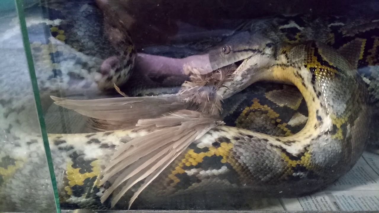 Ular phyton makan puyuh - YouTube