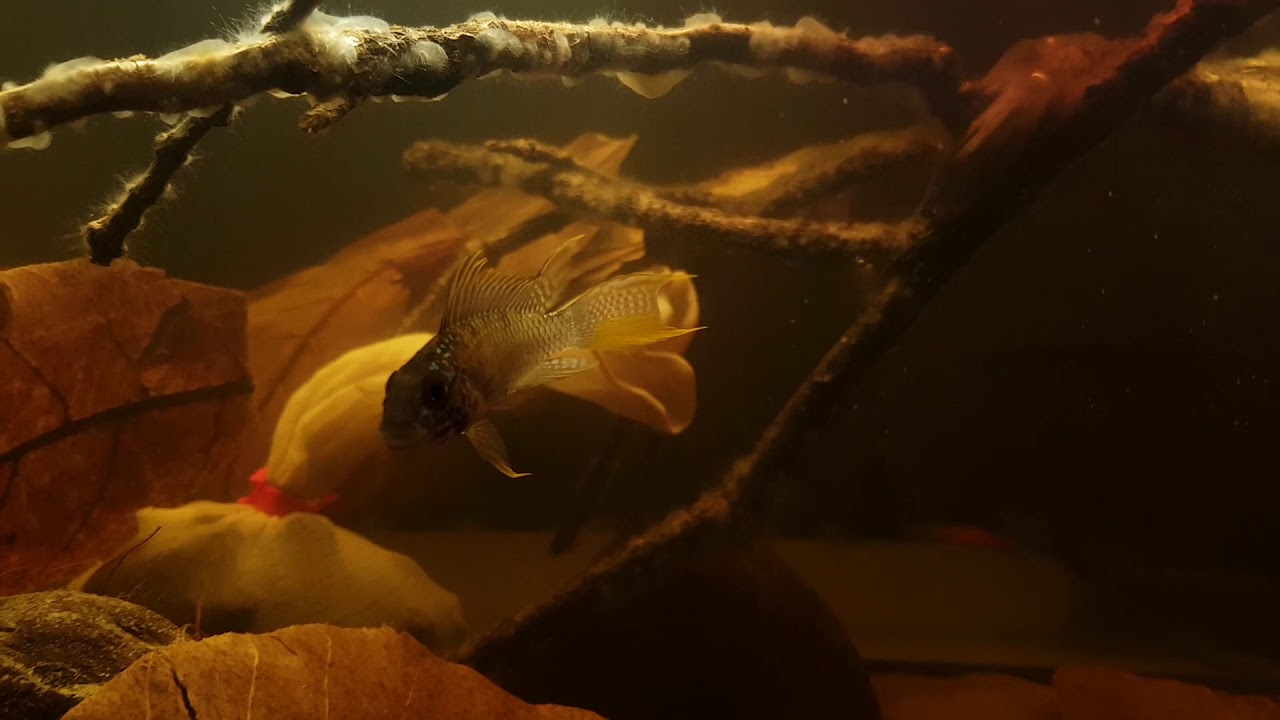 Apistogramma megastoma F1 male (ex sp Jutaï/sp Kelleri) - YouTube