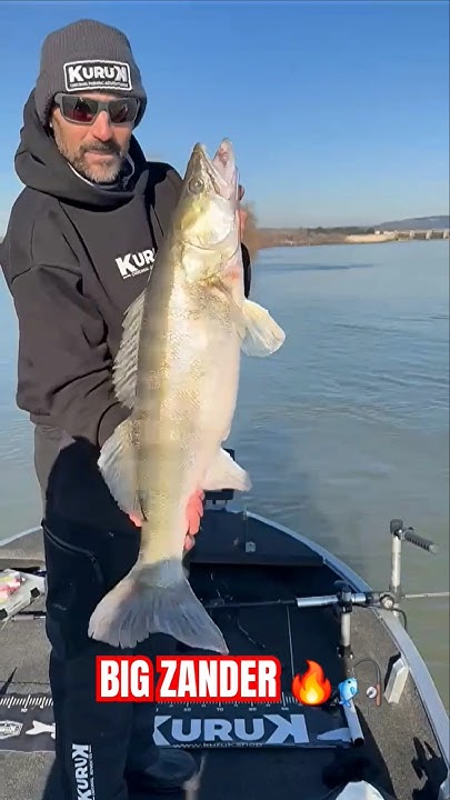 Record Sandre 94cm #fishing #peche #zander #sandre - YouTube