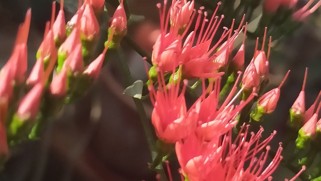 V-55/Care and propagation tips for Flame vine/Combretum Coccineum - YouTube